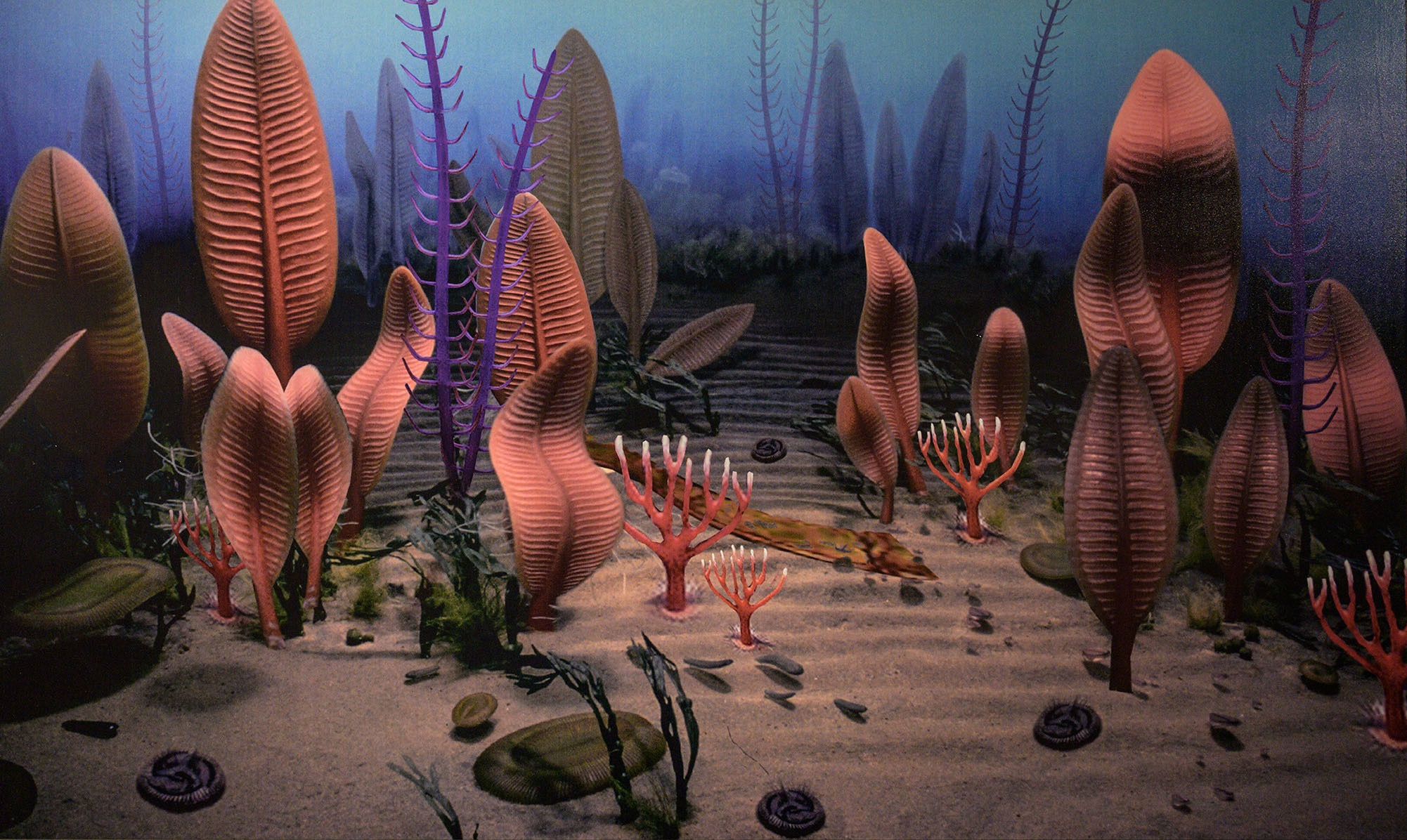 Historia de la Tierra